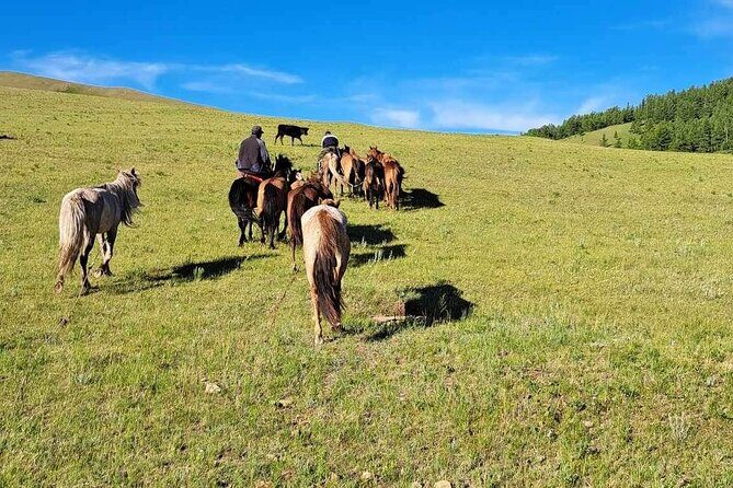 A Day Authentic Mongolian Trip near Ulaanbaatar all-inclusive - The Sum Up