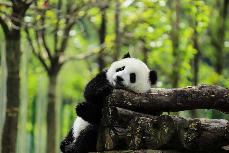 A Day-long Dream Tour: Being a Giant Panda Keeper - The Value of the Tour