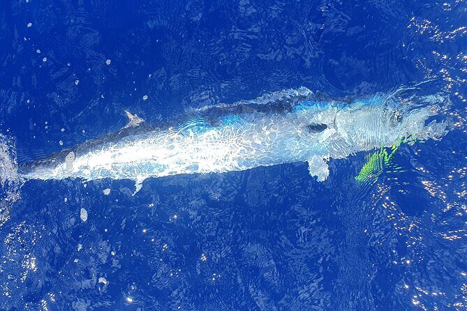A Day of Big Game Fishing in a small group - The Sum Up