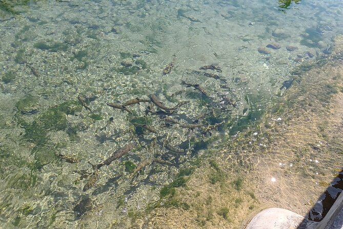 A day tour in Montanejos hot springs. - Who Should Consider This Tour?