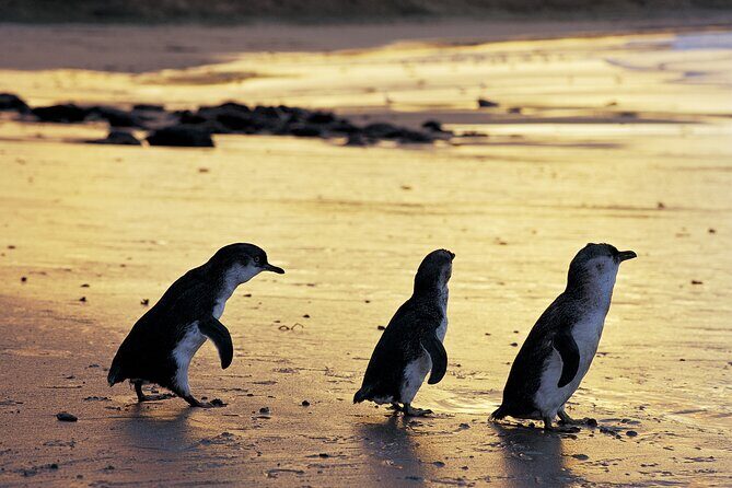 A Day with Penguins & Kangaroos: Small group Phillip Island Tour - Key Points
