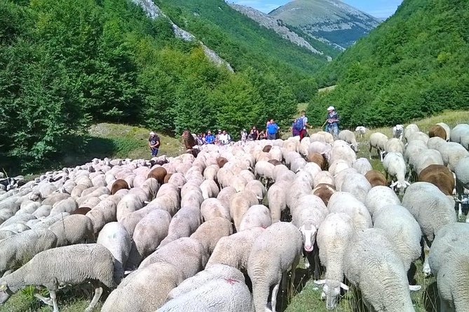A day with the shepherd milking sheeps and making cheese in the National Park of Abruzzo - Key Points