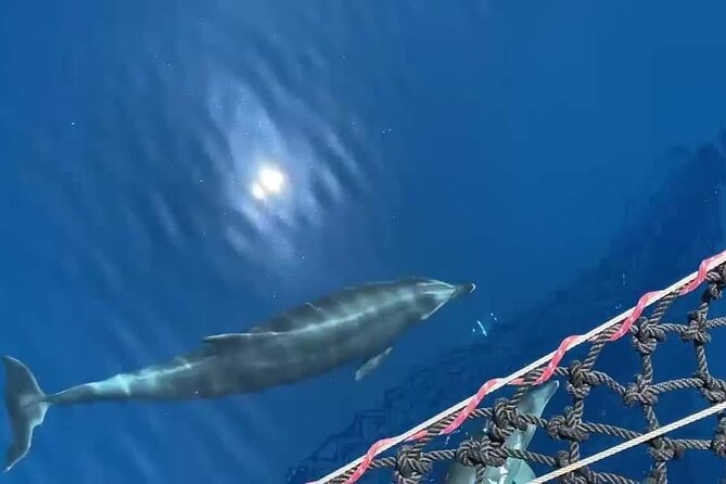 A Day's 3-Island Cruise Tour with Transfer - Stop 2: Plati — Swim, Snorkel, and Hike on an Uninhabited Island