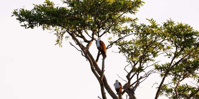 A Hidden Gem in Sigiriya: Magical Boat Journey. - Key Points