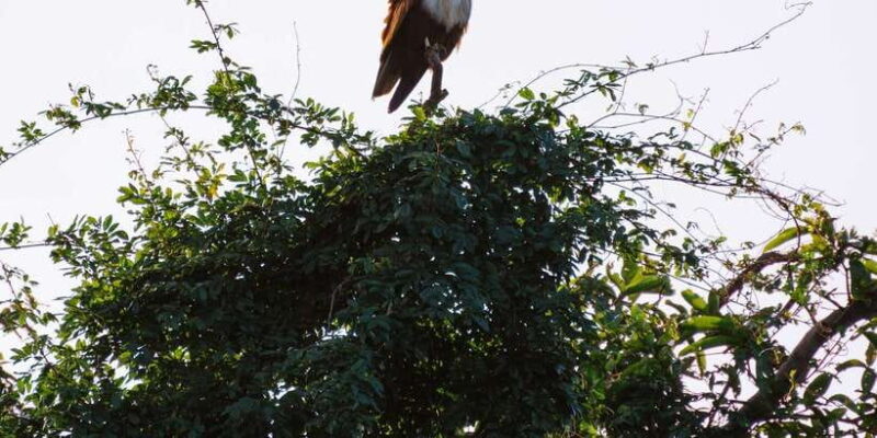 A Hidden Gem in Sigiriya: Magical Boat Journey. - Practical Aspects: Logistics and Value