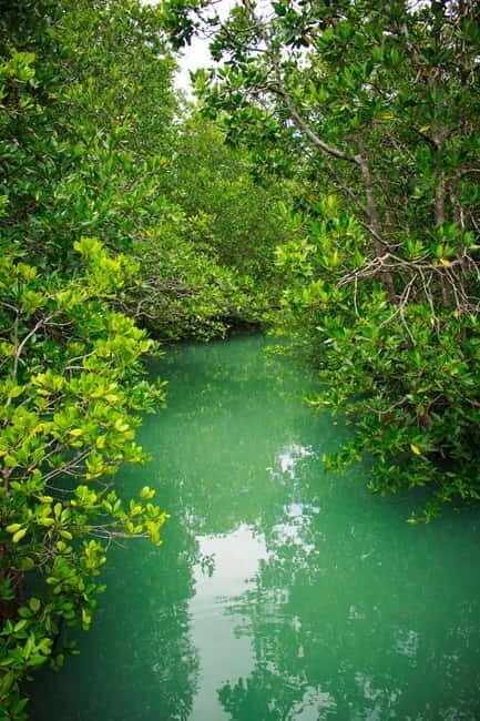 A Jungle-to-Sea Kayaking & Trekking Adventure in Phuket - The Sum Up: Who Should Book This Tour?