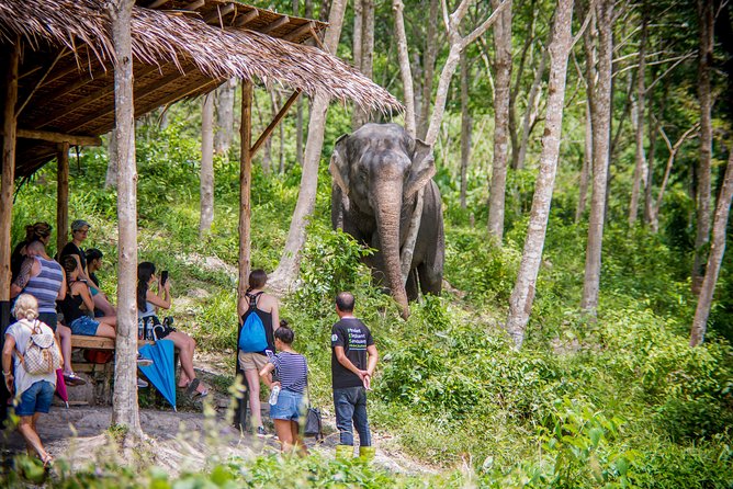 A Morning with the Elephants at Phuket Elephant Sanctuary - The Itinerary in Detail
