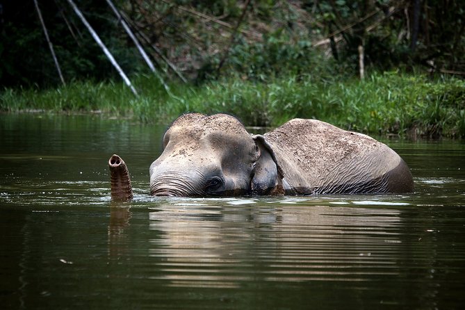 A Morning with the Elephants at Phuket Elephant Sanctuary - Authenticity and Ethical Focus