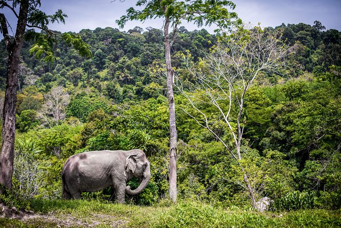 A Morning with the Elephants at Phuket Elephant Sanctuary - Who Should Consider This Tour?