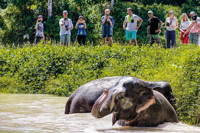 A Morning with the Elephants at Phuket Elephant Sanctuary - FAQs