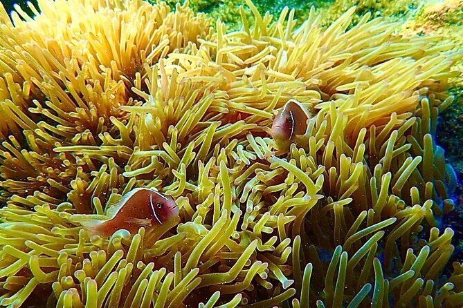 A most wanted Phu Quoc Snorkeling Tour - Practical Pros and Cons from Real Experiences