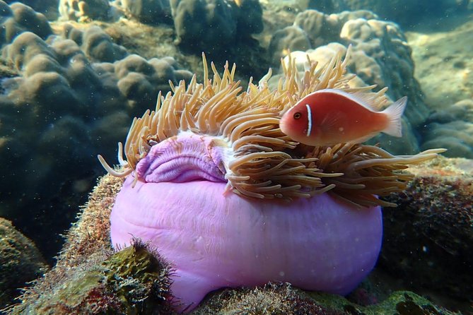 A private tour with Cable car & Boat trip to An Thoi islands - Authentic Experiences and Insights from Reviews