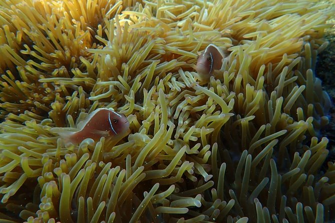 A private tour with Cable car & Boat trip to An Thoi islands - FAQ