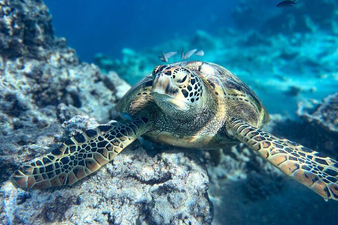 A Private TURTLE Tour on Rarotonga with Photography and Transfers - Booking and Practicalities