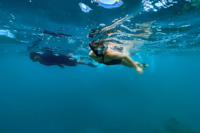 A Private TURTLE Tour on Rarotonga with Photography and Transfers - The Sum Up