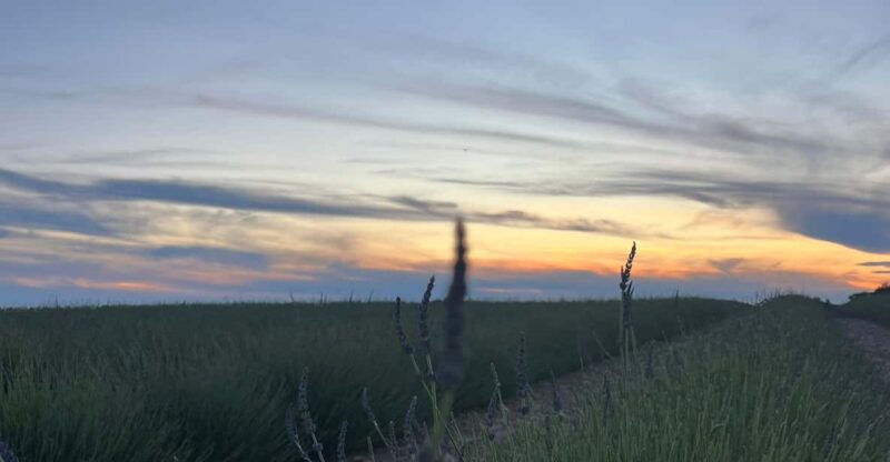 A provençal picnic at sunset in the lavender fields - Key Points
