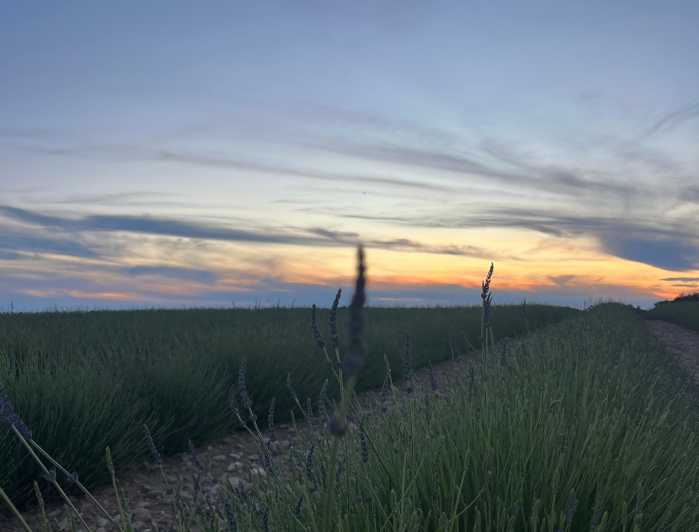A provençal picnic at sunset in the lavender fields - Who Will Love This Tour?
