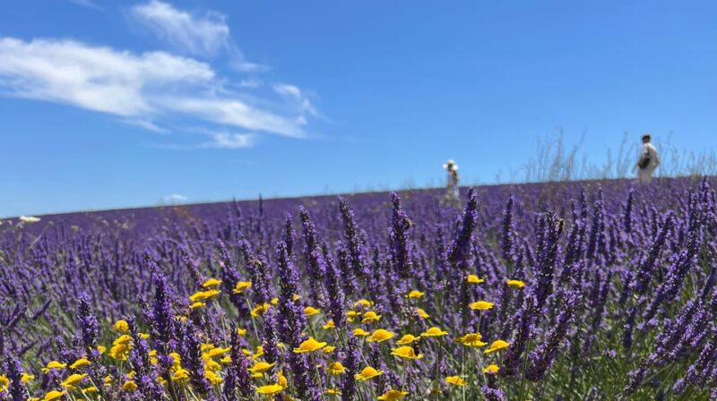 A provençal picnic at sunset in the lavender fields - FAQ