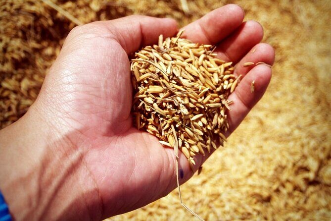 A Rice Journey in Luang Prabang - The Practicalities: What to Expect