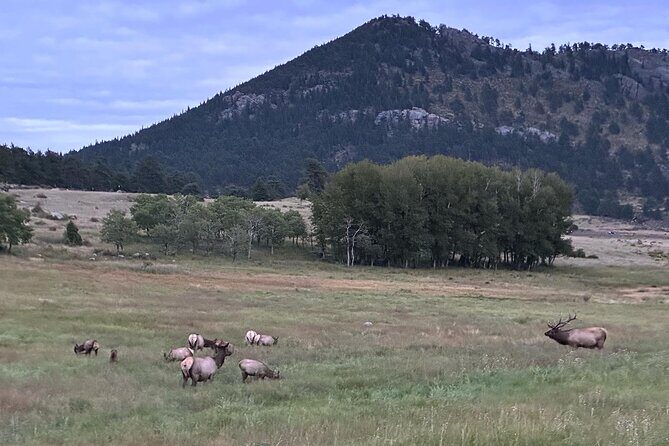 A Rutin' Good Time; Elk Tour in Rocky Mountain National Park - Introduction: What’s This Tour All About?