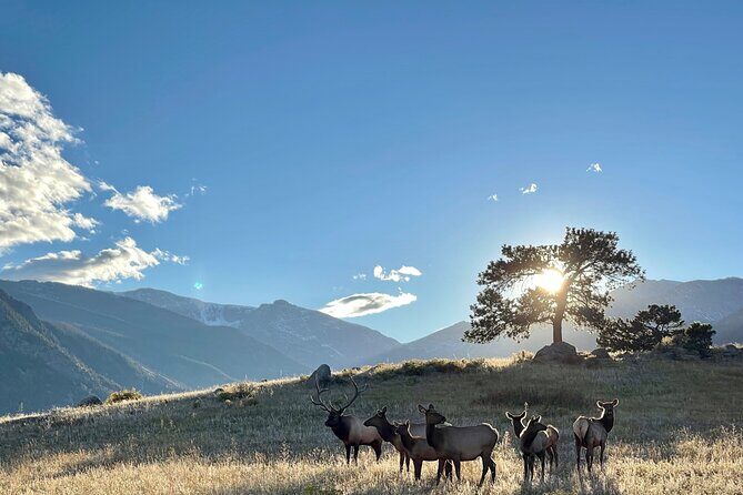A Rutin' Good Time; Elk Tour in Rocky Mountain National Park - What We Love (And What’s Not So Great)
