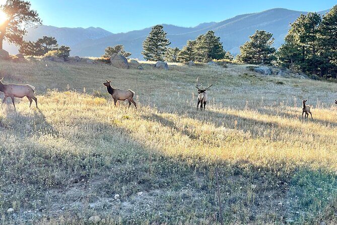 A Rutin' Good Time; Elk Tour in Rocky Mountain National Park - Final Thoughts: Who Is This Tour Best For?