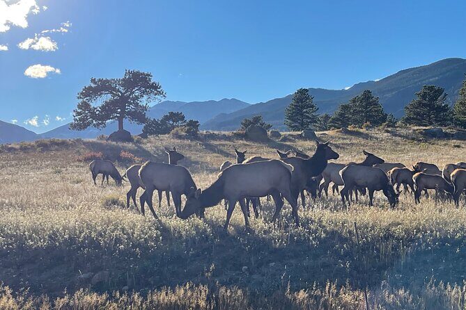 A Rutin' Good Time; Elk Tour in Rocky Mountain National Park - Frequently Asked Questions