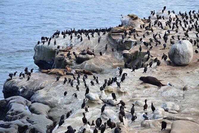 A Seaside Stroll: La Jolla's Hidden Treasures Self-Guided Tour - Whats the Experience Like?
