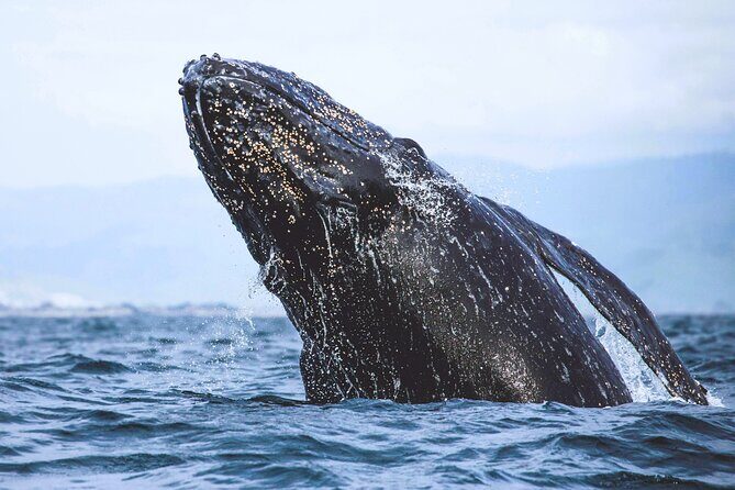 A Self-Guided Audio Tour Around Bodega Head - Incorporating the Landmark Stories