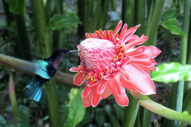 A Taste of Fond Doux Private Walking Tour - Key Points