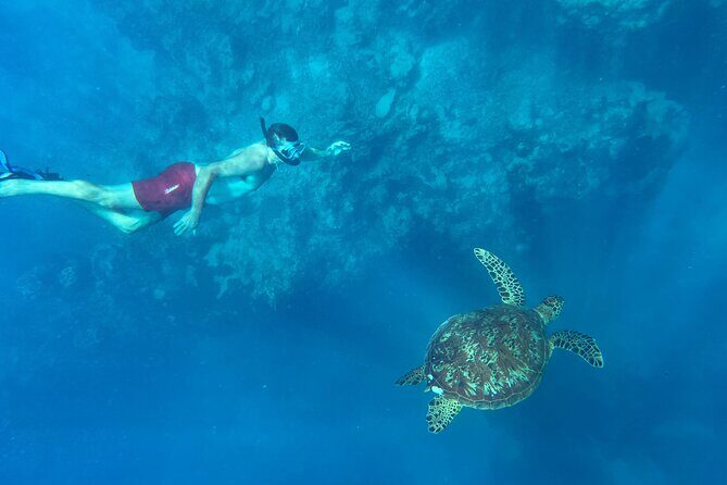 A Turtle Tour on Rarotonga - small groups, premium experience - Final Thoughts