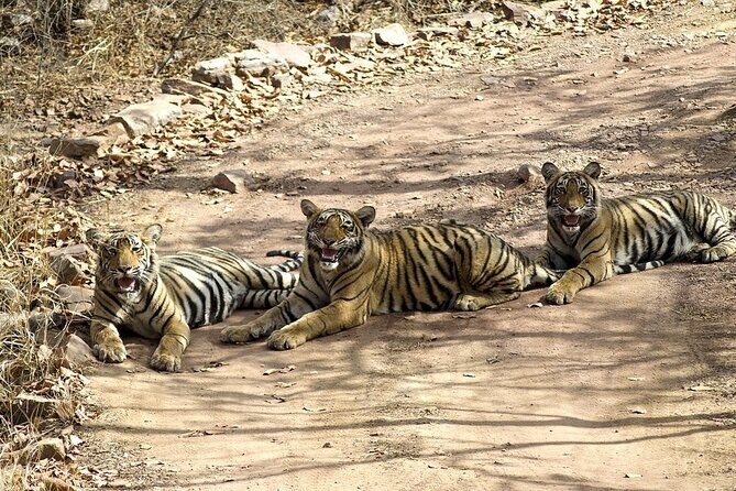 A Two Night Ranthambore National Park From Jaipur By Private Transfer - Exploring the Itinerary in Detail