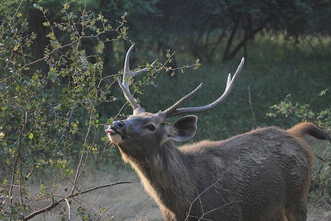 A Two Night Ranthambore National Park From Jaipur By Private Transfer - The Sum Up