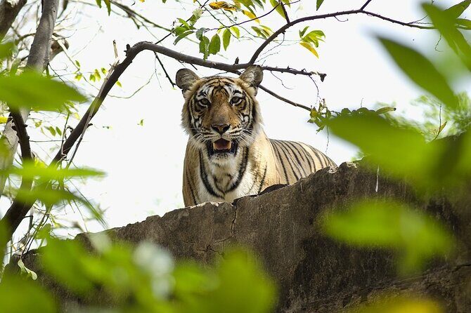 A Two Night Ranthambore National Park From Jaipur By Private Transfer - FAQ