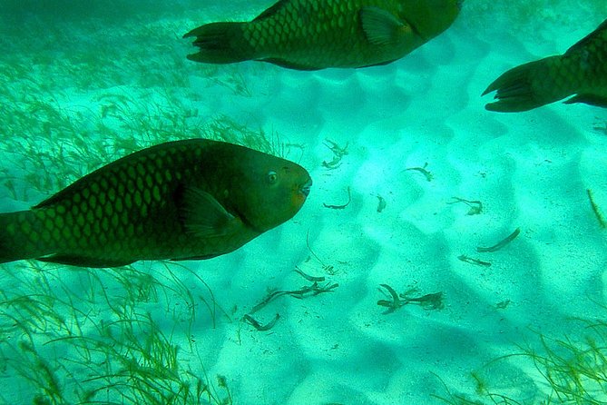 A Unique Private Snorkel Tour of Key Largo - Inclusions to Enhance Your Tour Experience