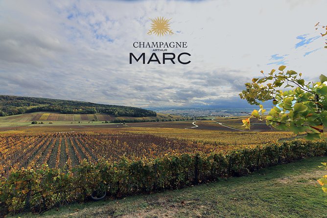 A unique sensory experience in the vineyards - Is This Tour Worth It?