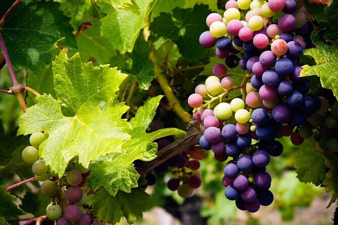 A Wine Tasting Experience in the Vineyards of the Desert - A Deep Dive into the Experience