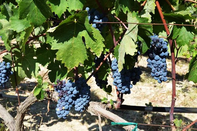 A world of wine-tasting in Nemea - What Makes This Tour Stand Out