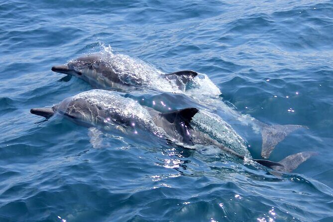 AAA Noosa National Park Tour and Dolphin Safari Whalesongsnoosa - Discovering the Magic of Noosa’s Marine Life with Whalesongs Noosa