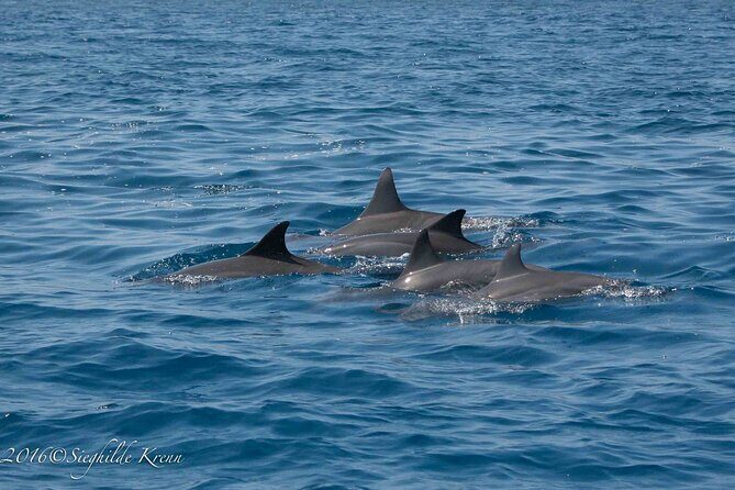 AAA Noosa National Park Tour and Dolphin Safari Whalesongsnoosa - Who Will Love This Tour?