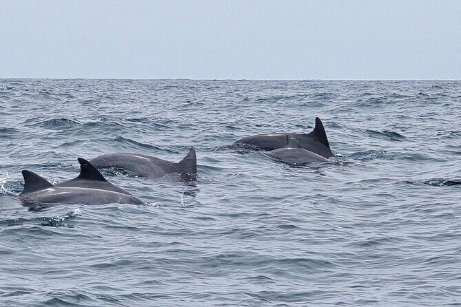 AAA Noosa National Park Tour and Dolphin Safari Whalesongsnoosa - The Sum Up