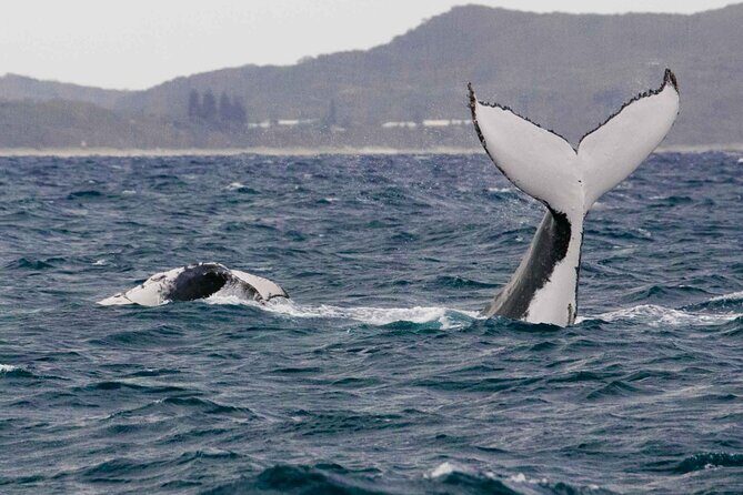 AAA NOOSA Whale watching experience in Noosa Whalesongsnoosa - Practical Details and What to Expect