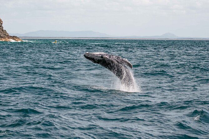 AAA NOOSA Whale watching experience in Noosa Whalesongsnoosa - Authentic Insights from Customer Reviews
