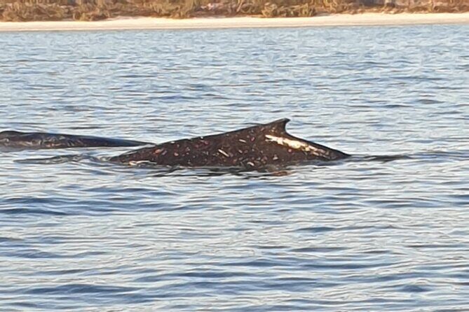 AAA NOOSA Whale watching experience in Noosa Whalesongsnoosa - Frequently Asked Questions (FAQs)
