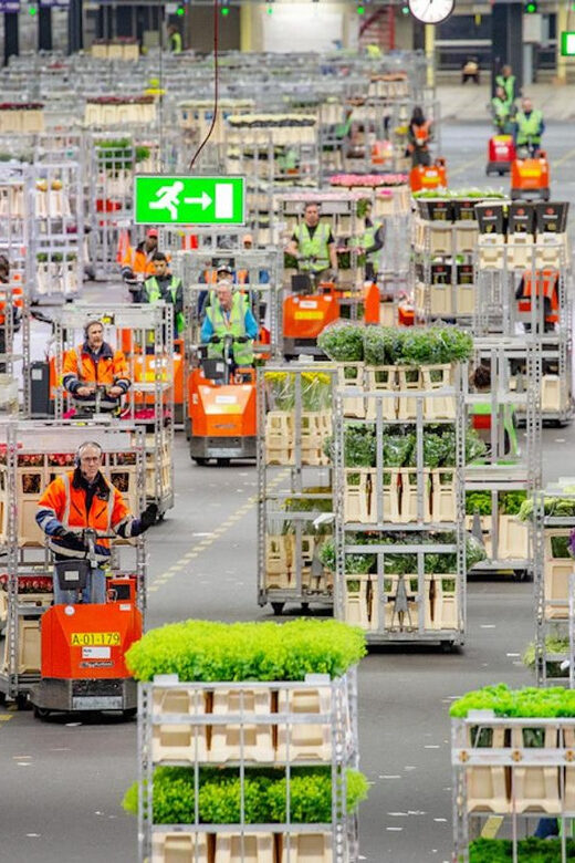 Aalsmeer: Flower Auction Royal Flora Holland Entry Ticket - Discover the Worlds Largest Flower Auction in Aalsmeer