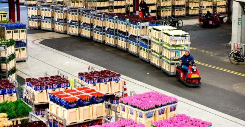 Aalsmeer: Flower Auction Royal Flora Holland Entry Ticket - What to Expect During Your Visit