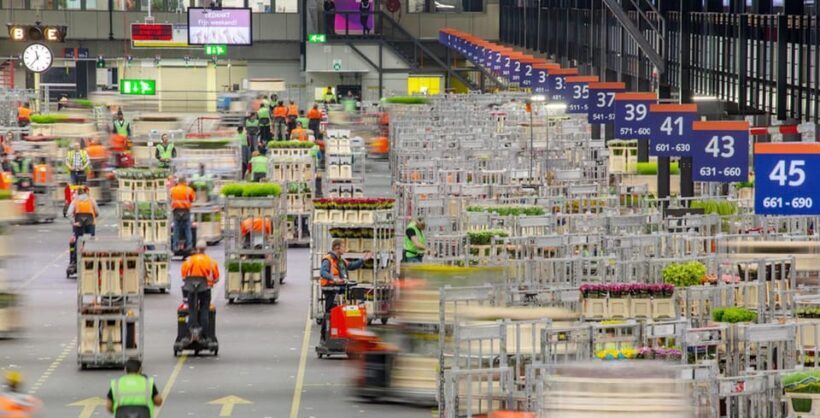 Aalsmeer: Flower Auction Royal Flora Holland Entry Ticket - Authenticity and Practical Insights