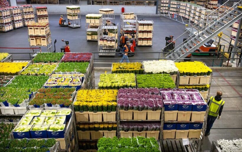 Aalsmeer: Flower Auction Royal Flora Holland Entry Ticket - The Value of the Experience