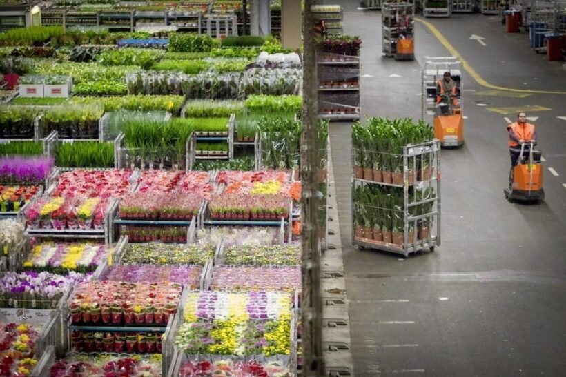 Aalsmeer: Flower Auction Royal Flora Holland Entry Ticket - Accessibility and Practical Tips