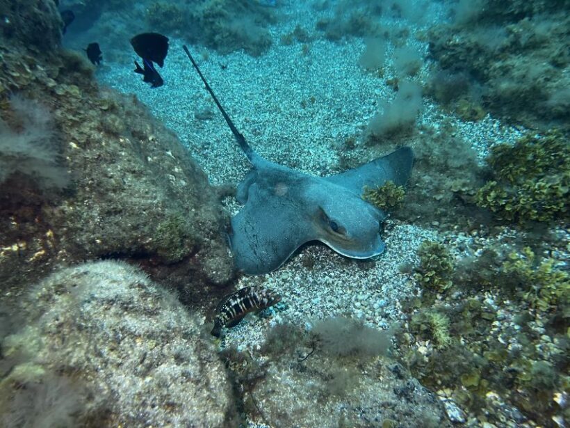 Abades: Guided Snorkeling Tour with Photos - The Practicalities: Duration, Cost, and Meeting Point